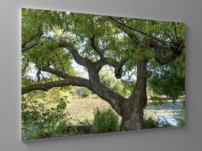 Liox Obraz větve stromu ve tvaru srdce Rozměr: 90 x 60 cm