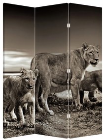 Paraván - Černobílí lvi (126x170 cm)