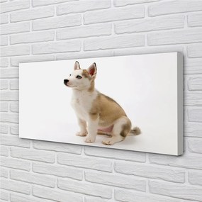 Obrazy na plátně Sedící malého psa 100x50 cm