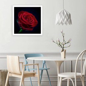 Gario Obraz na plátně Červená růže ve tmě Rozměry: 30 x 30 cm