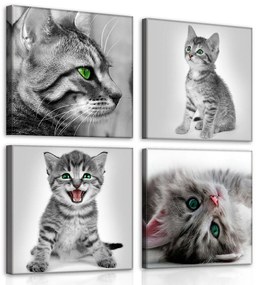 Postershop Obraz na plátně: Koťata (1) - set 4ks 25x25cm