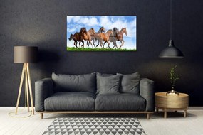 Obraz na skle Cválající Koně na Pastvině 125x50 cm
