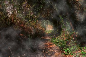 DIMEX | Samolepicí vliesová fototapeta na zeď Tajemná cesta lesem MA-5-1872 | 375 x 250 cm | zelená, černá, hnědá, šedá
