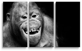 Sablio Obraz - 3-dílný Orangutan - 120x80 cm