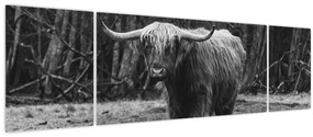 Obraz - Skotská kráva (170x50 cm)
