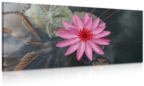 Obraz očarující lotosový květ - 120x60 cm