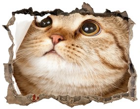 Wallmuralia Díra 3D fototapeta na stěnu nálepka Kočka 95x64 cm