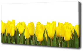 Wallmuralia Foto obraz na plátně Žluté tulipány 100x50