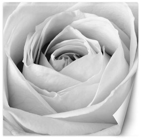 Fototapeta, Bílé květy růží - 250x250 cm