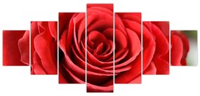 Obraz květu růže (210x100 cm)