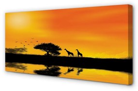 Obrazy na plátně Žirafy tree west lake 120x60 cm
