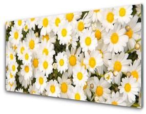 Obraz na skle Sedmikrásky Květiny 100x50 cm
