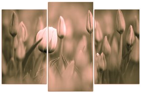 Obraz na plátně - Tulipán kvetoucí 101FC (120x80 cm)