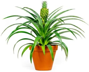 Gardners Ananas Sol, průměr 12 cm