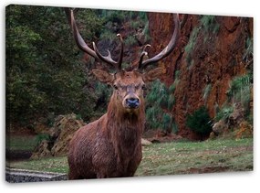 Gario Obraz na plátně Král lesa Rozměry: 60 x 40 cm
