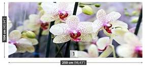 Fototapeta Květy orchidejí 104x70