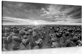 Obraz východ slunce nad loukou s tulipány v černobílém provedení - 60x40 cm
