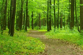 Obraz cesta lesem Velikost (šířka x výška): 90x60 cm