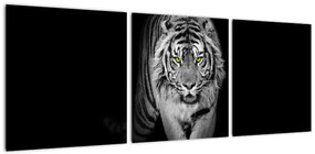 Tygr černobílý, obraz