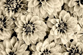 Fototapeta květiny dálí v sépiovém provedení - 150x270