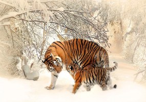 Postershop Fototapeta vliesová: Tygři (1) - 104x152,5 cm