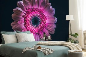 Samolepící tapeta purpurová gerbera - 150x100 cm