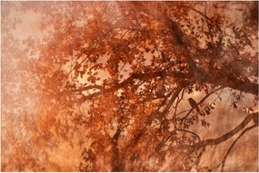 Jiří Hřebíček | Enchanted in Autumn Rám: Bílý, Velikost: 20 x 30 cm