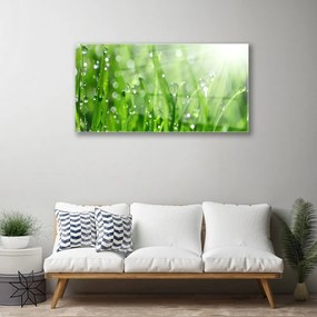 Obraz na skle Příroda Tráva Kapky 140x70 cm