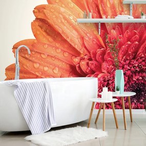 Tapeta gerbera s kapkami vody - 225x150 cm