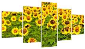 Obraz slunečnicového pole (150x80 cm)