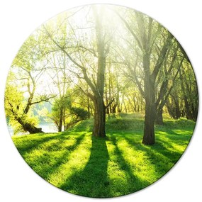 Kulatý obraz Slunečný les - fotografie stromů ozářených letními paprsky