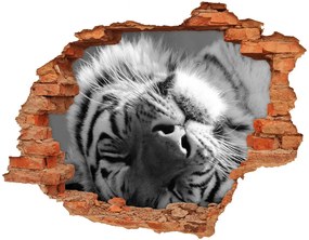 Wallmuralia Díra 3D fototapeta nálepka Spící tygr 90x70 cm