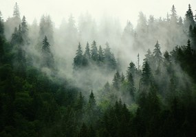 Postershop Fototapeta: Mlha nad lesem (1) - 184x254 cm