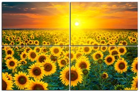 Obraz na plátně - Slunečnicová pole při západu slunce 1199E (150x100 cm)