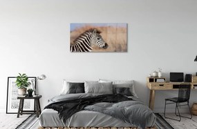 Obraz na skle zebra 120x60 cm