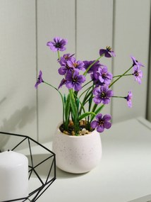 Sinsay - Dekorativní rostlina v květináči - fialová
