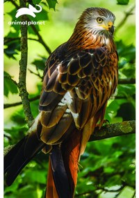 PRIME 3D PUZZLE - Červený drak Milvus 150 ks