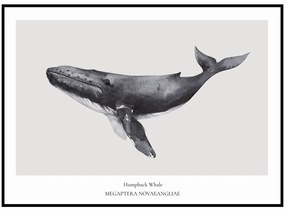 Plakát Humpback Whale Rozměr plakátu: A4 (21 x 29,7 cm)