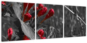 Červené květy - moderní obrazy