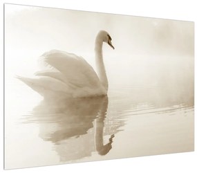 Obraz labutě (100x70 cm)