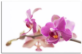 Obraz na plátně - Orchidej květ izolována na bílém pozadí 1222A (100x70 cm)
