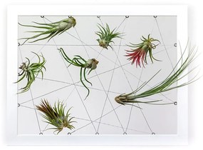 Gardners Obraz z živých rostlin Jogín 7 tillandsií, 30x40cm, bílá