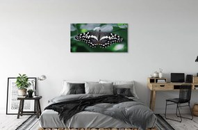 Obrazy na plátně Barevný motýl listí 125x50 cm