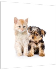 Obraz - kotě a štěně (50x50 cm)