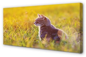 Obrazy na plátně lov cat 100x50 cm