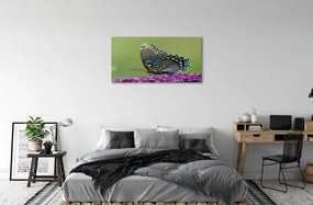 Obrazy na plátně Barevný motýl na květiny 140x70 cm