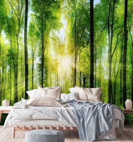 Gario Fototapeta Slunce svítí skrz koruny stromů Materiál: Vliesová, Rozměry: 100 x 100 cm