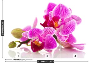 Fototapeta Květy orchidejí 104x70