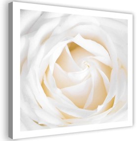 Obraz na plátně Jemná bílá růže - 50x50 cm