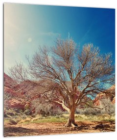 Obraz stromu v poušti (30x30 cm)